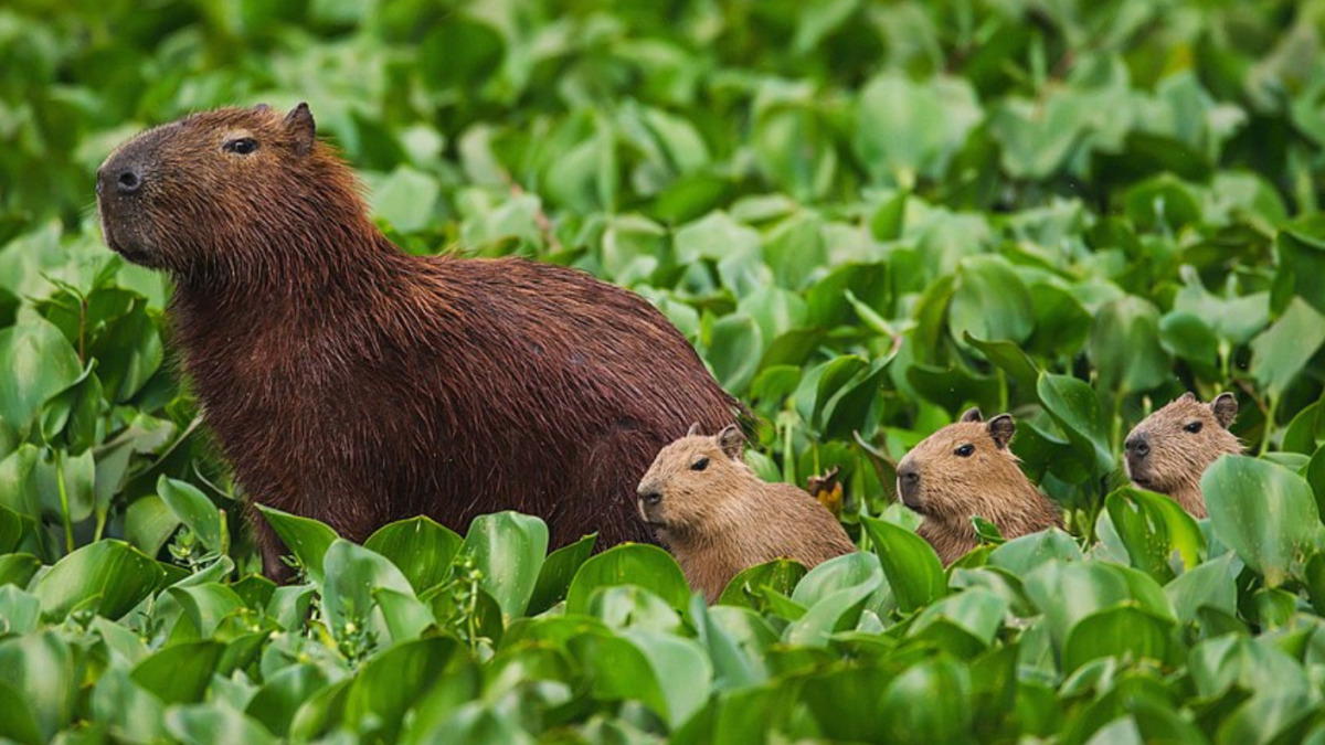 Capibara Fest llega al Buin Zoo: Cuándo será y cómo comprar entradas ...