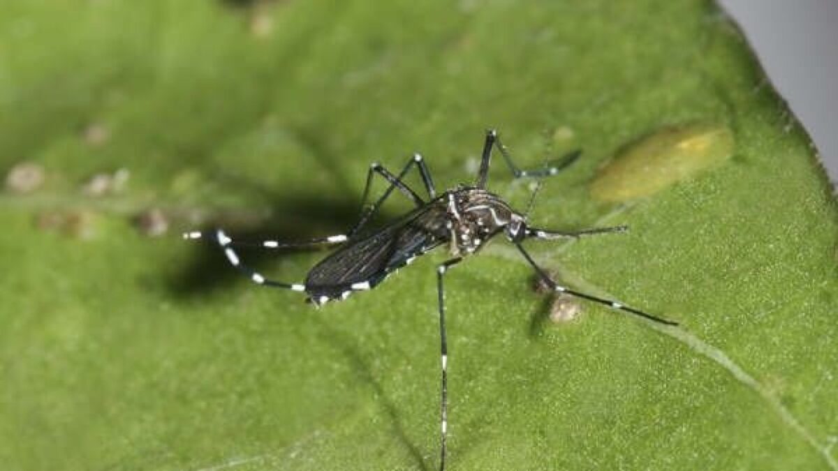 Hasta 10mm y con patrones blancos: Así puedes identificar al Aedes ...