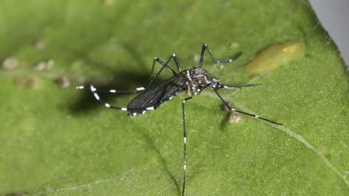 Seremi de Salud RM en alerta por posible hallazgo de mosquito ...